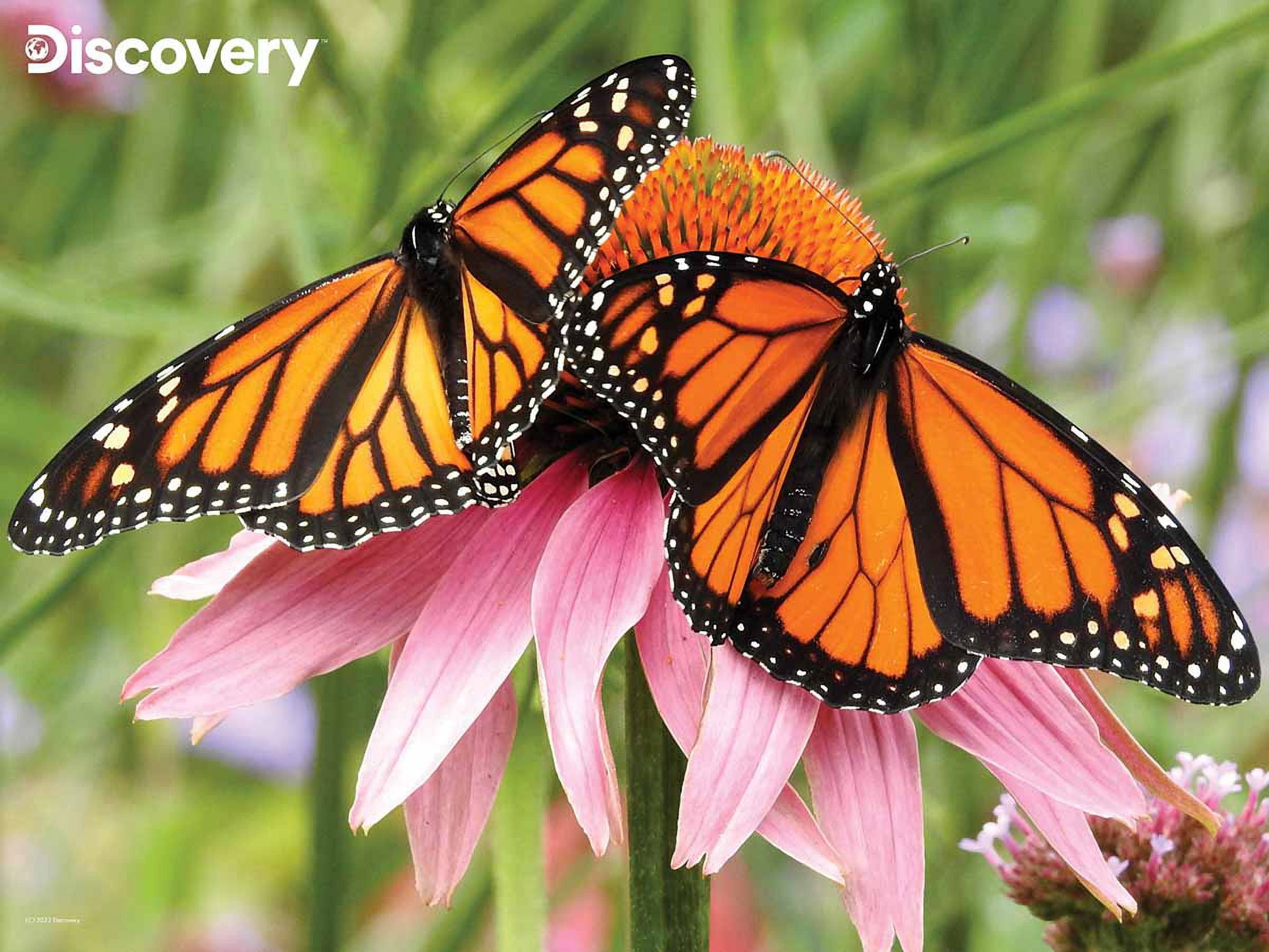 Monarch Butterfly - Discovery - Walmart.com