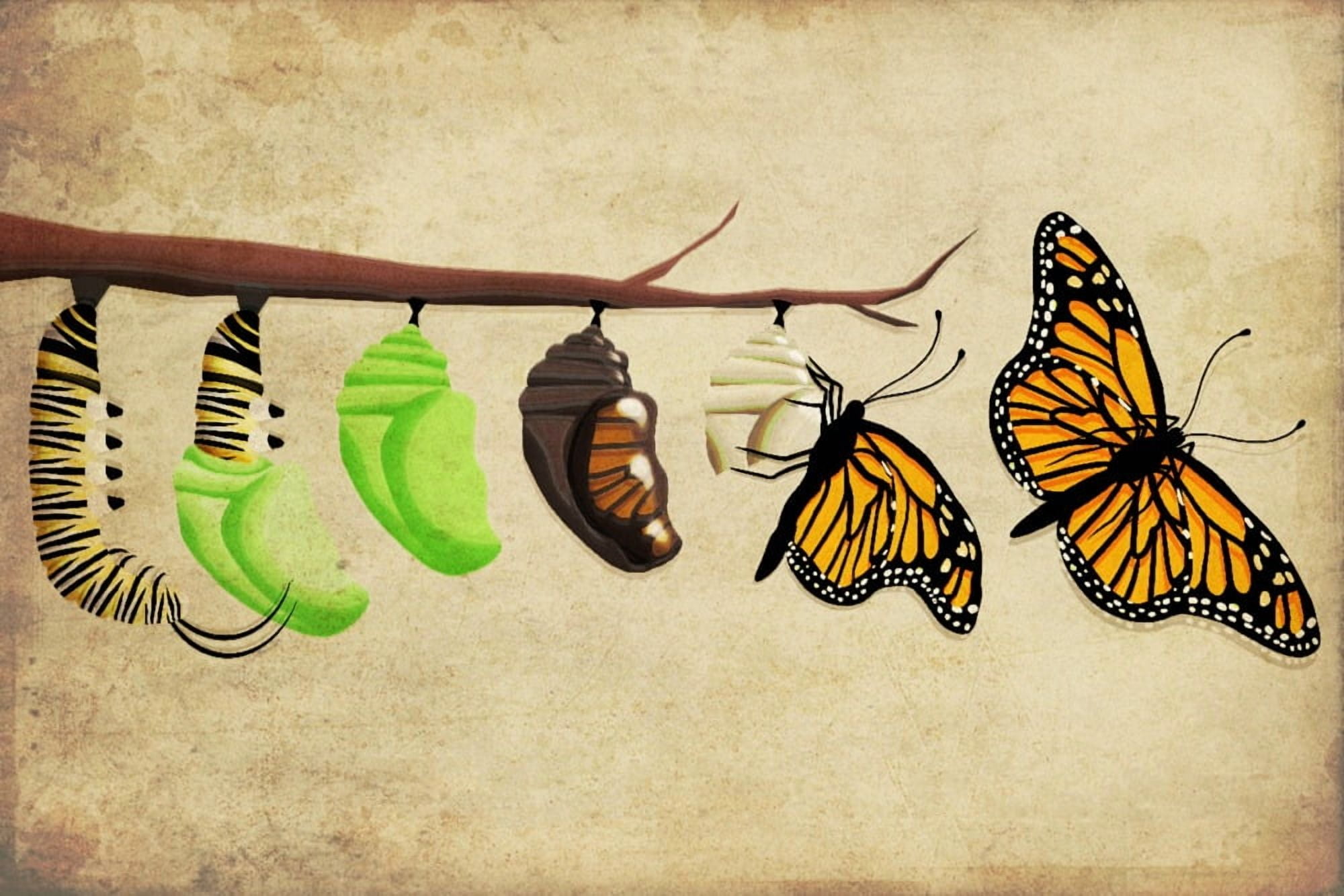 Monarch Butterfly Lifecycle (36x54 Giclee Gallery Art Print, Vivid ...