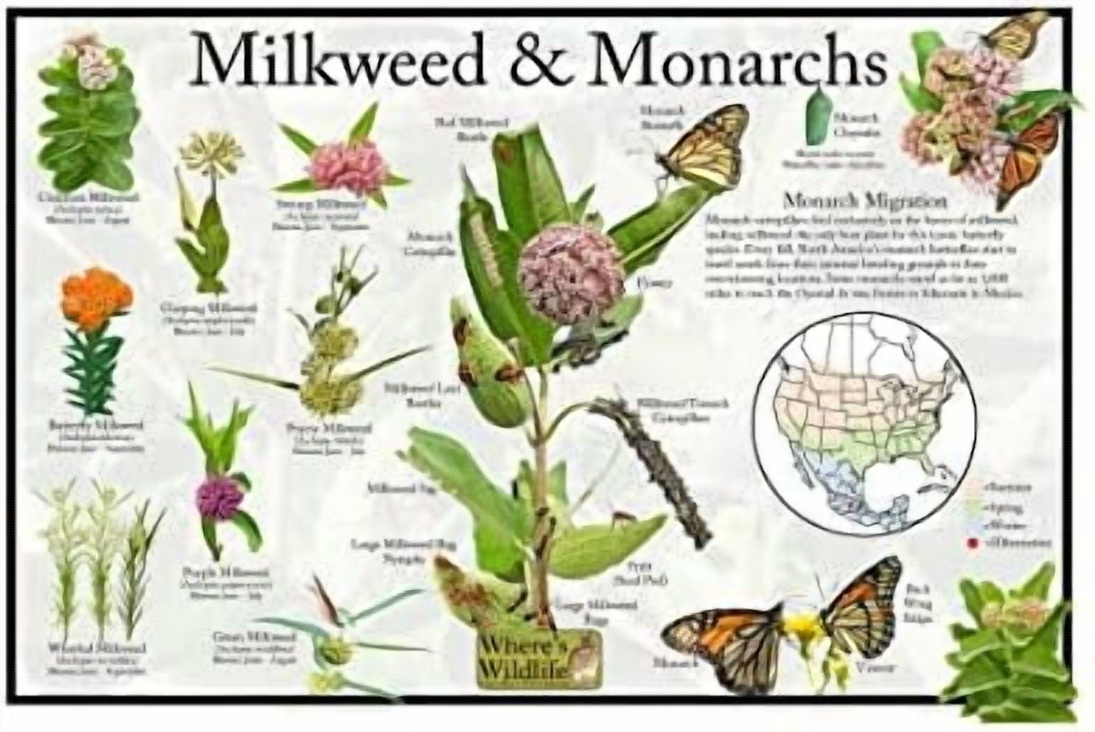 Monarch Butterfly & Milkweed Laminated Poster - Educational Classroom ...
