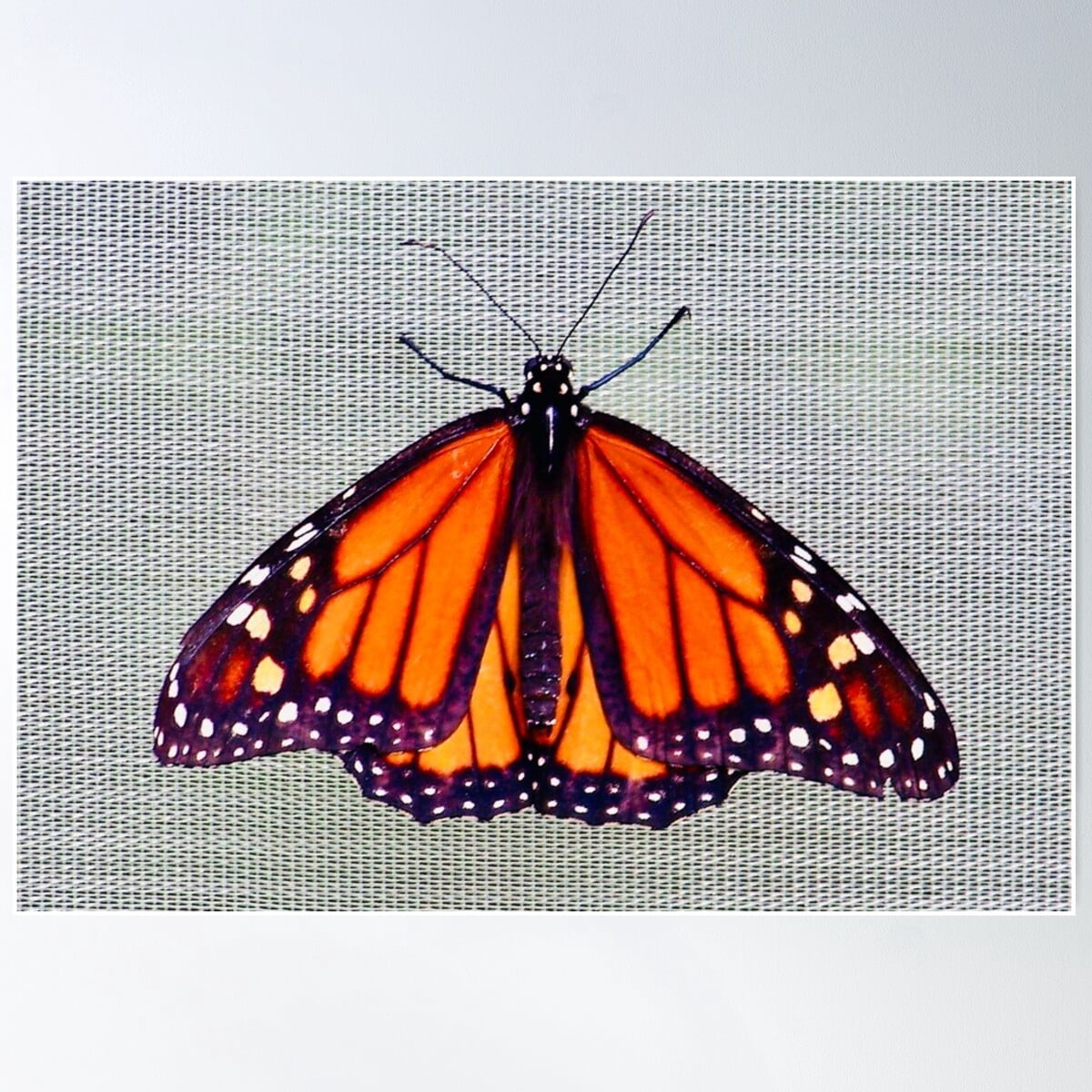 Monarch Butterfly Poster Wall Art, Modern Wall Decor For Living Room ...