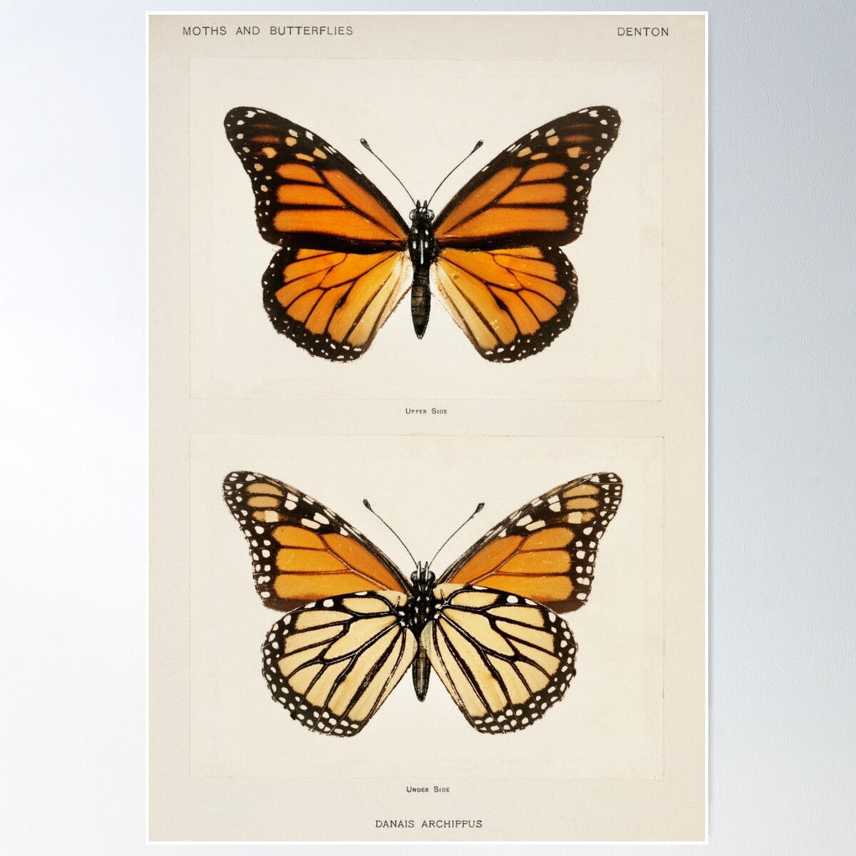 Monarch Butterfly Poster Wall Art, Modern Wall Decor For Living Room ...