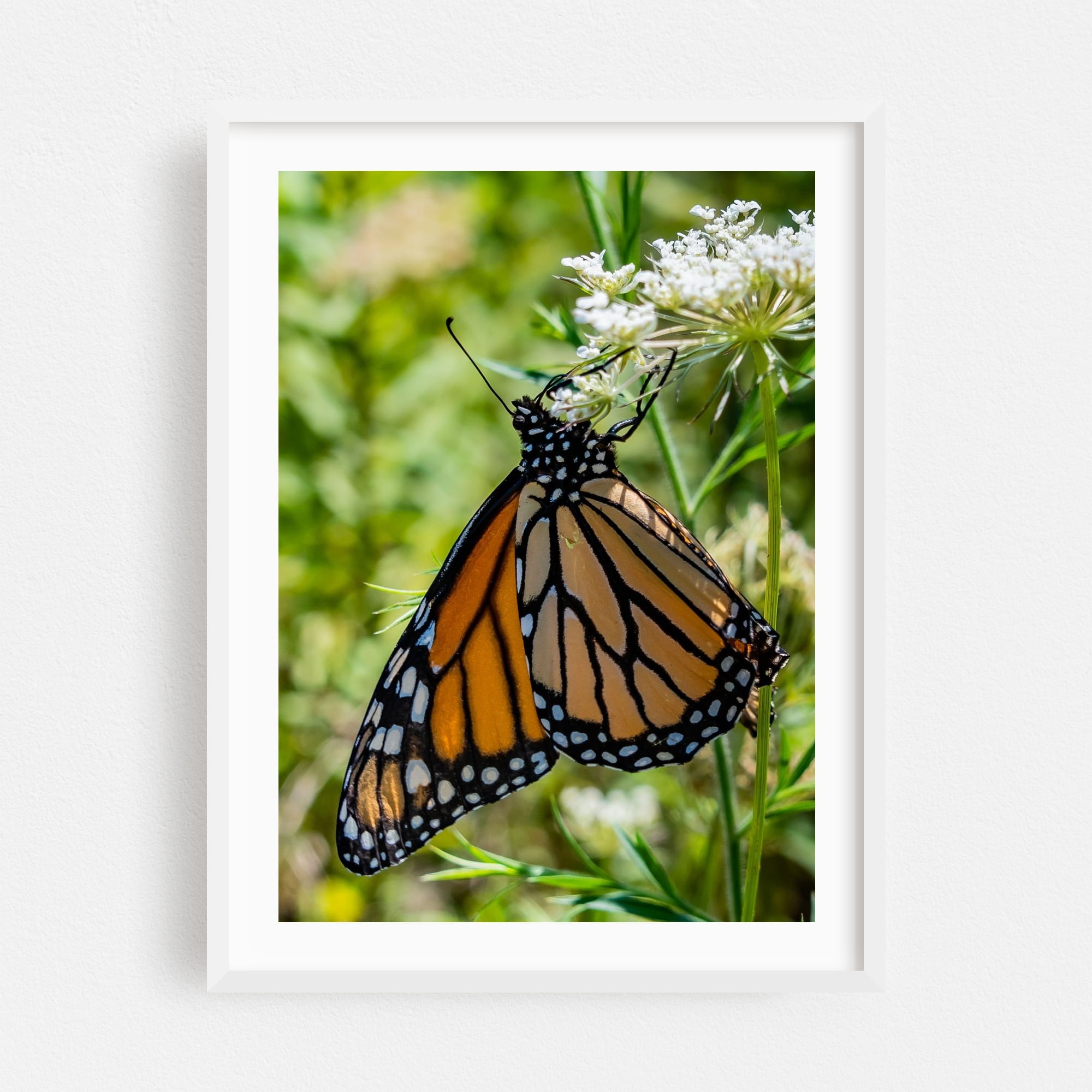 Monarch Butterfly on Queen Anne's Lace - York Pennsylvania Photography ...