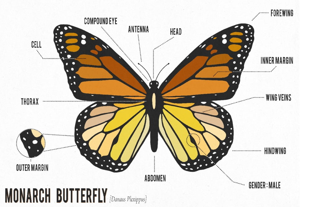 Monarch Butterfly, Specimen, Scientific (16x24 Giclee Gallery Art Print ...