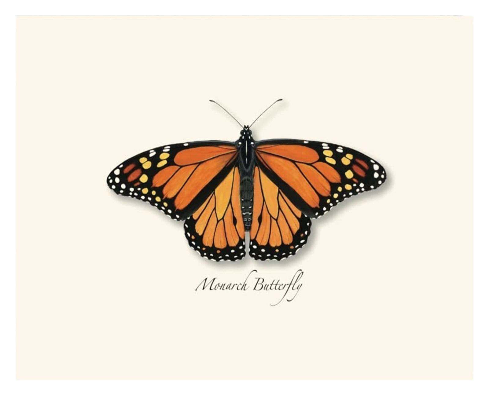 Monarch Butterfly Student Animal Poster Birthday Gift Children's Room ...