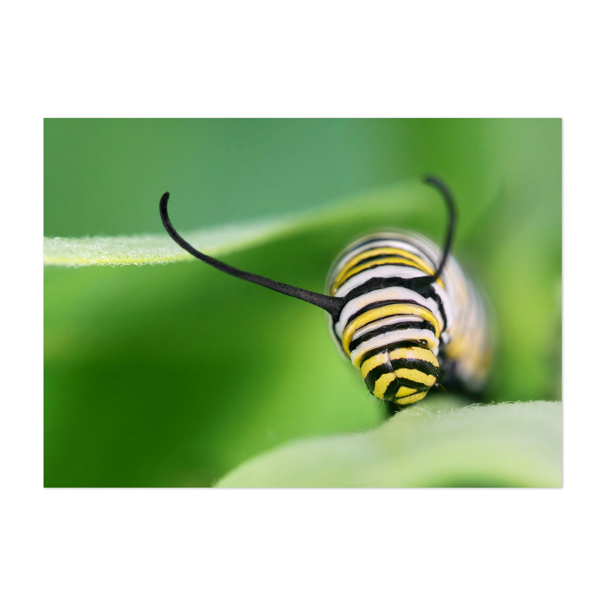 Monarch Caterpillar on milkweed - Photography Insect Wildlife Nature ...