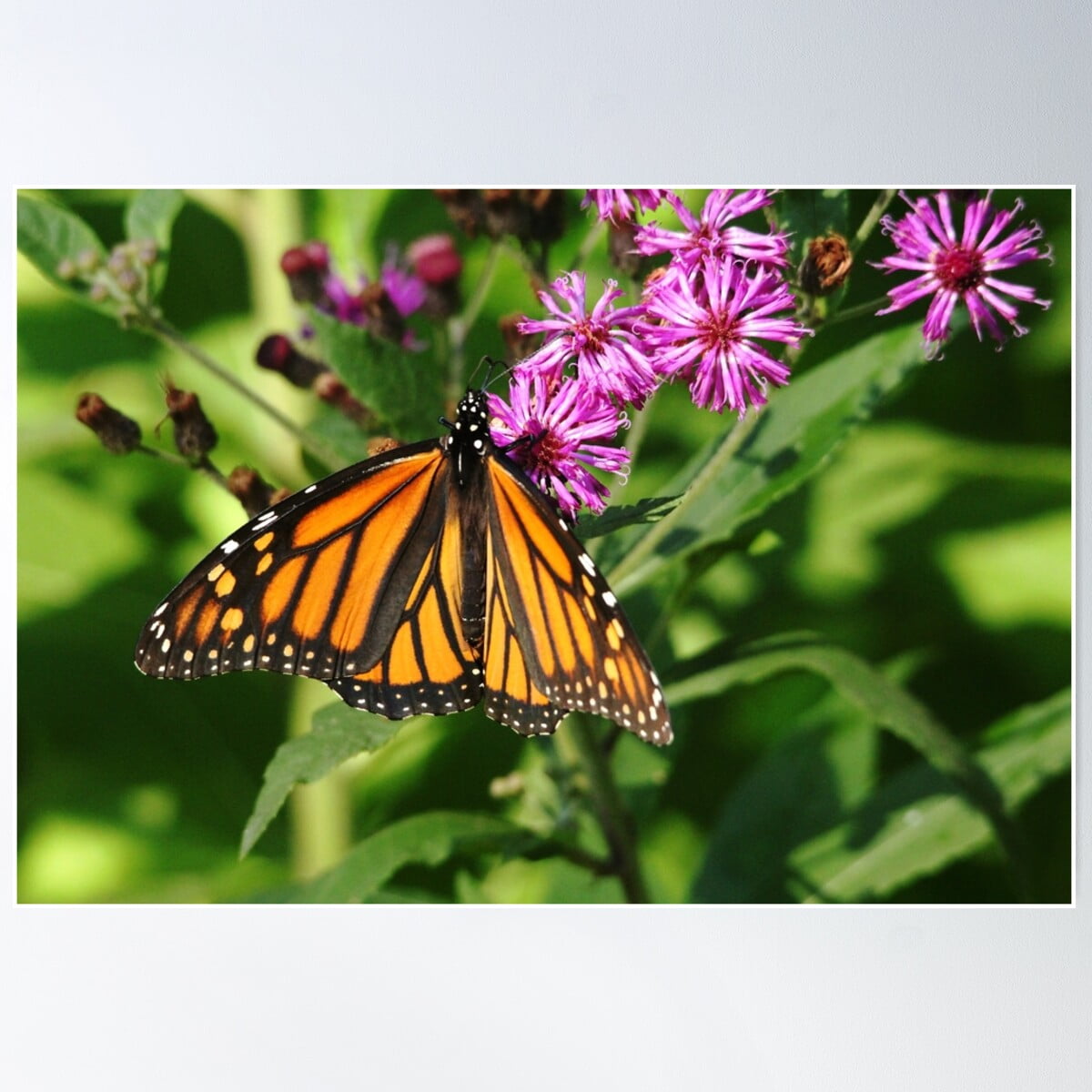 Monarch On Asters Poster Wall Art, Modern Wall Decor For Living Room Bedroom, 8x12 UNFRAMED ...