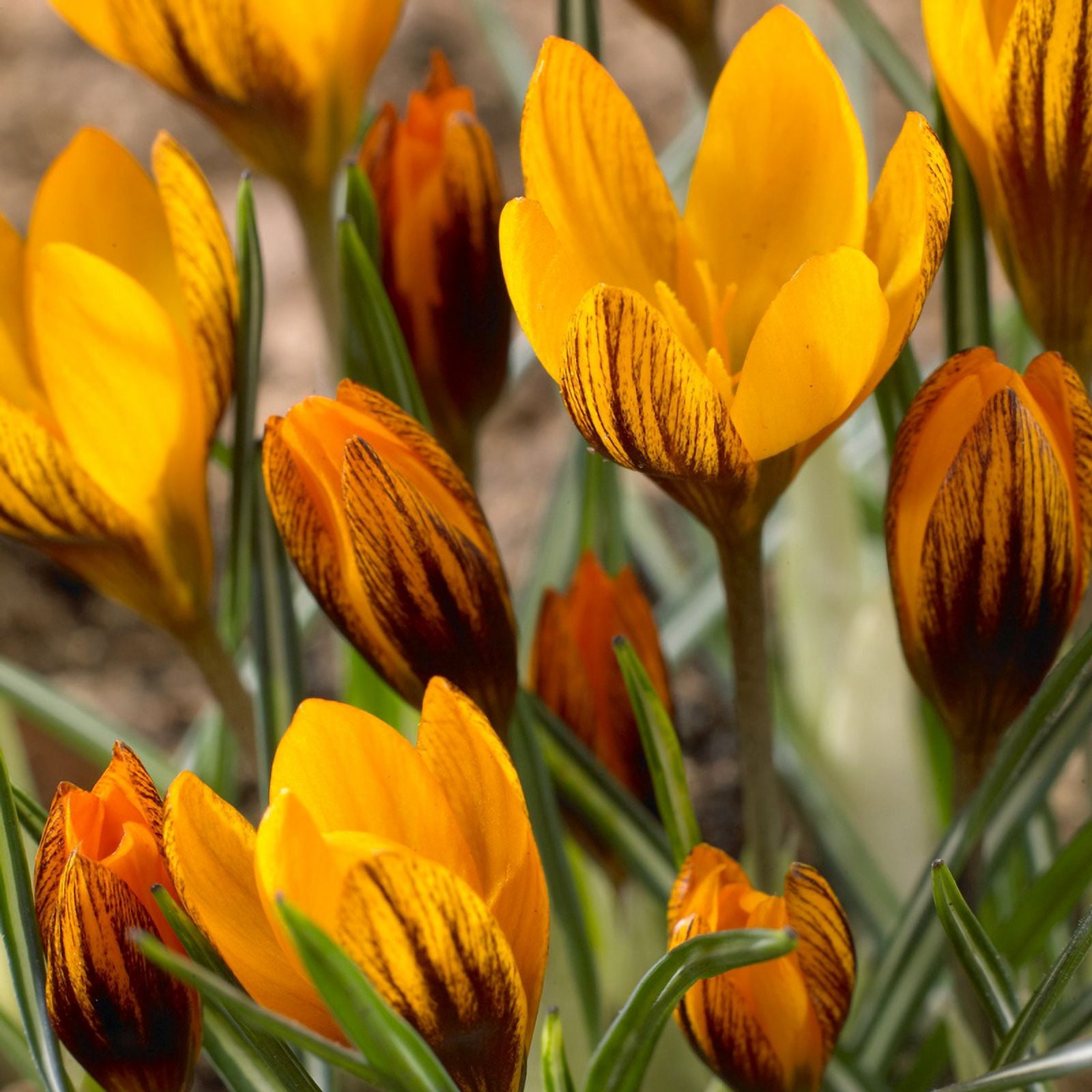Monarch Orange Crocus Flower Bulbs - 25 Bulbs per Pack - Attracts ...