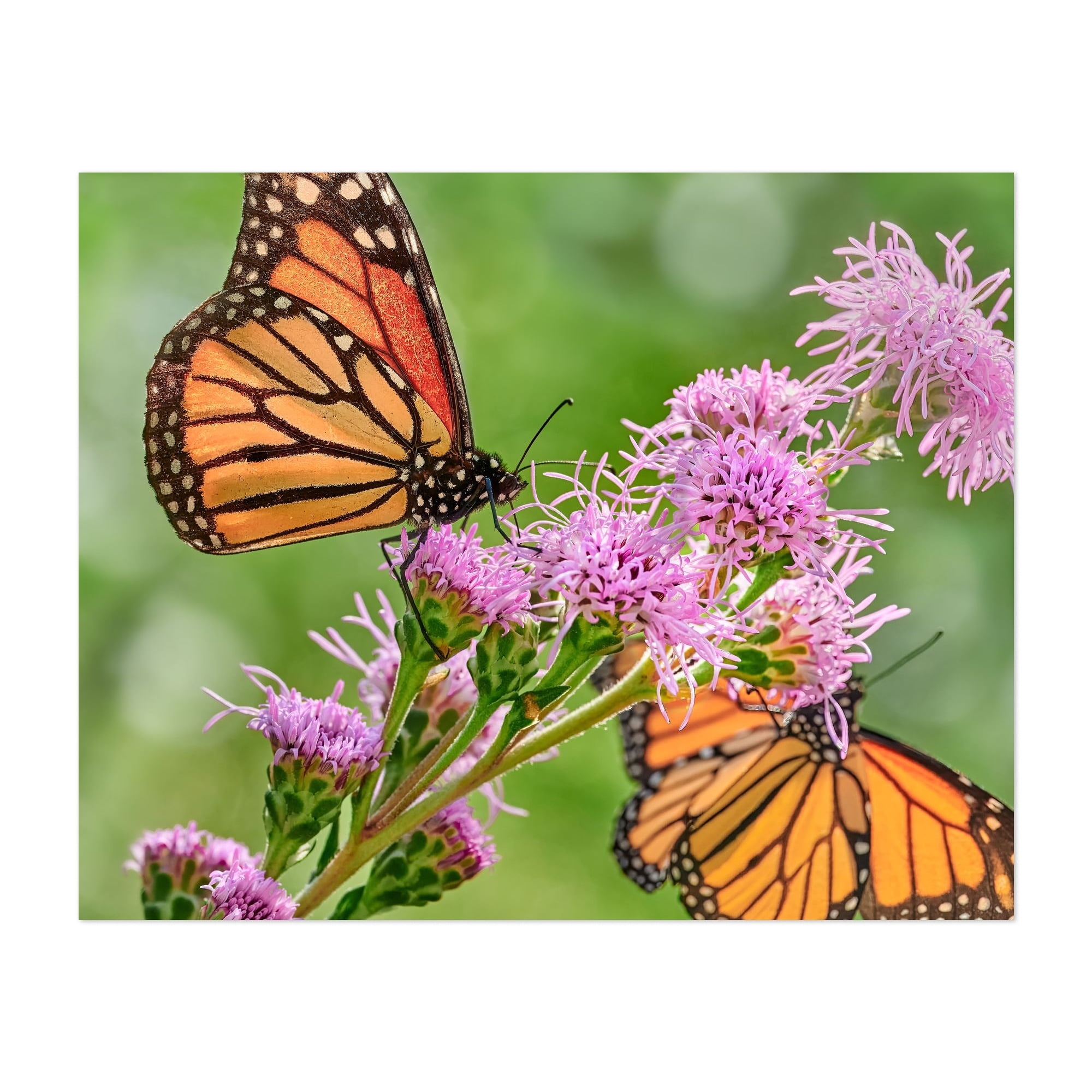 Monarch butterflies on Blazing Star - Photography Butterfly Insect ...