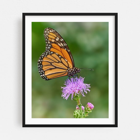 Monarch butterfly on Blazing Star - Photography Butterfly Insect Nature ...