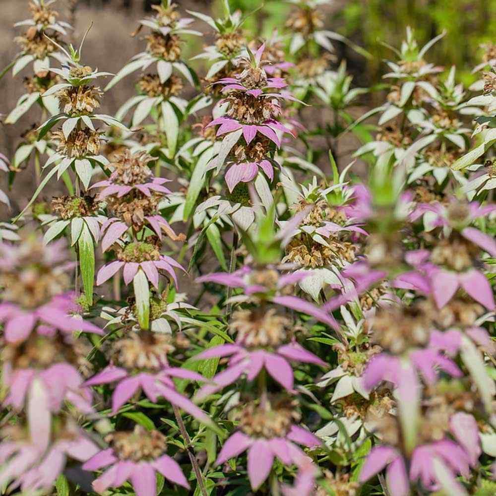 Monarda Punctata Spotted Beebalm Horsemint Garden Flower Plant Seeds ...