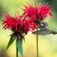 "Sacred Roots Nursery, Monarda didyma 'Jacob Cline', Scarlet Bee Balm ...