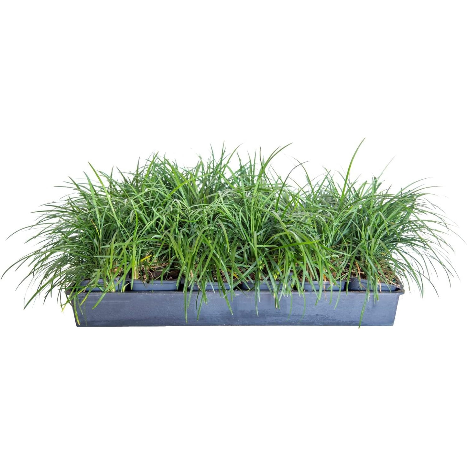 Mondo Grass 18 Pack - Evergreen Groundcover - Full Sun to Part Sun Live ...