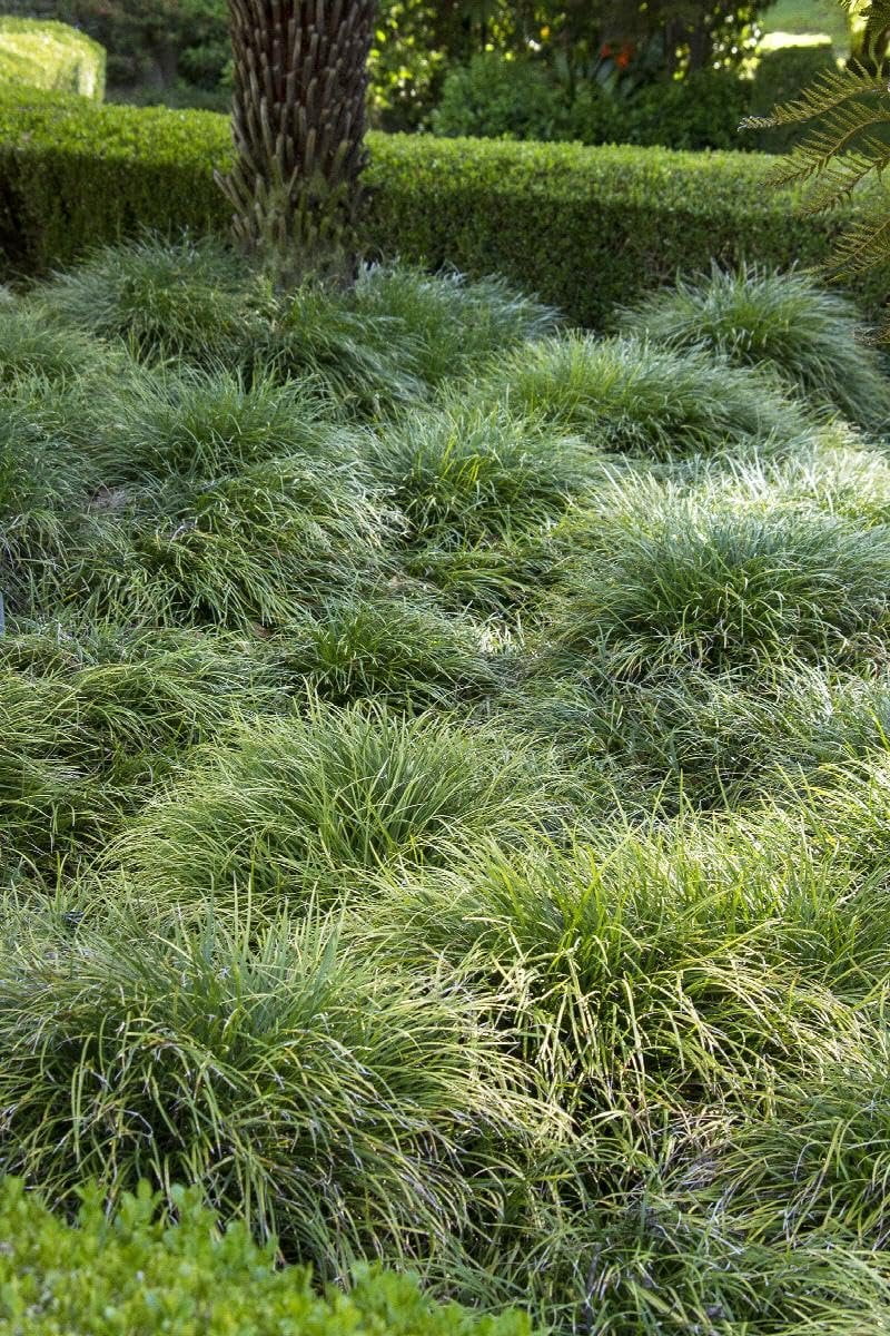 Mondo Grass I 3 Large Gallon Size Plants I Ophiopogon Japonicus I Live ...