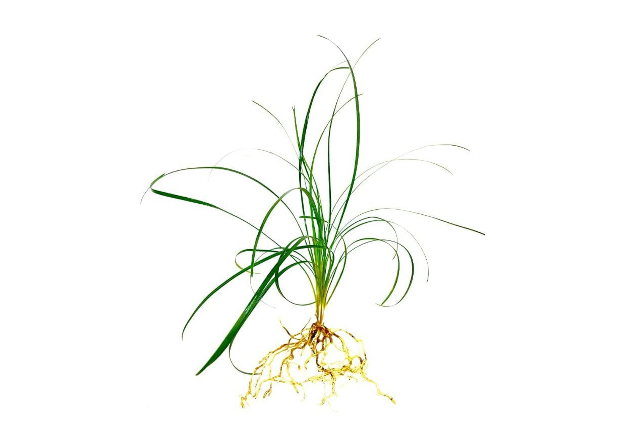 Mondo Grass Ophiopogon Japonicus 100 Live Pips Bare Root Plants Live ...