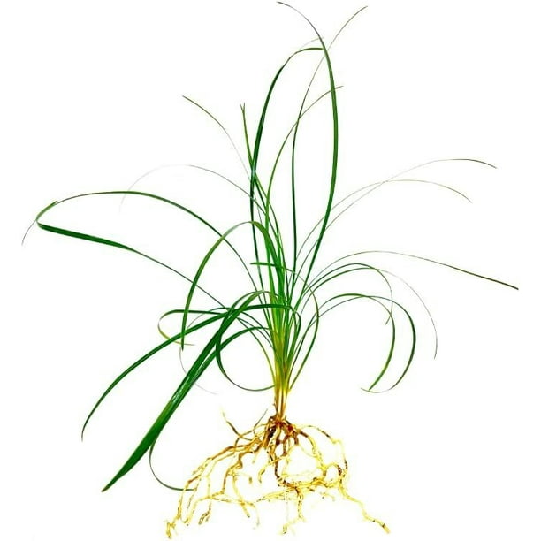 Mondo Grass Ophiopogon Japonicus 50 Live Pips Bare Root Plants Live ...