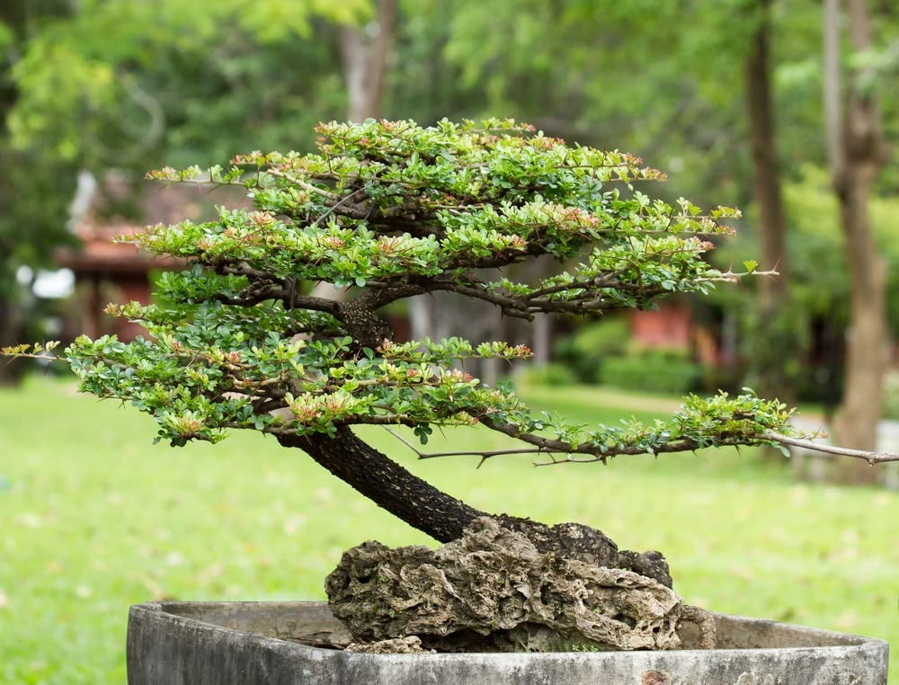 CZ Grain Money Plant Bonsai Tree Seeds - 30 Weeping Fig Seeds - Ficus ...