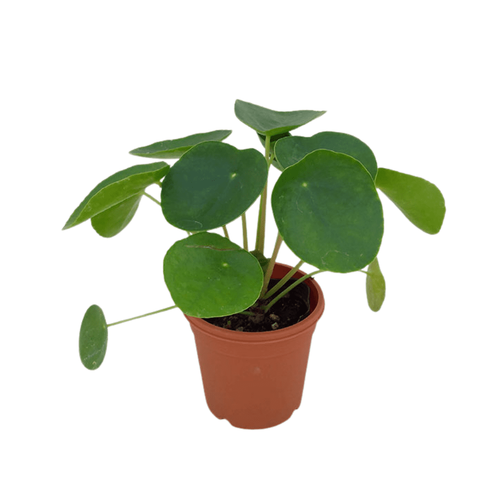 Money Plant, House Plant, 6 - 8 Inches Starter Plant in 4 Inches Pot ...
