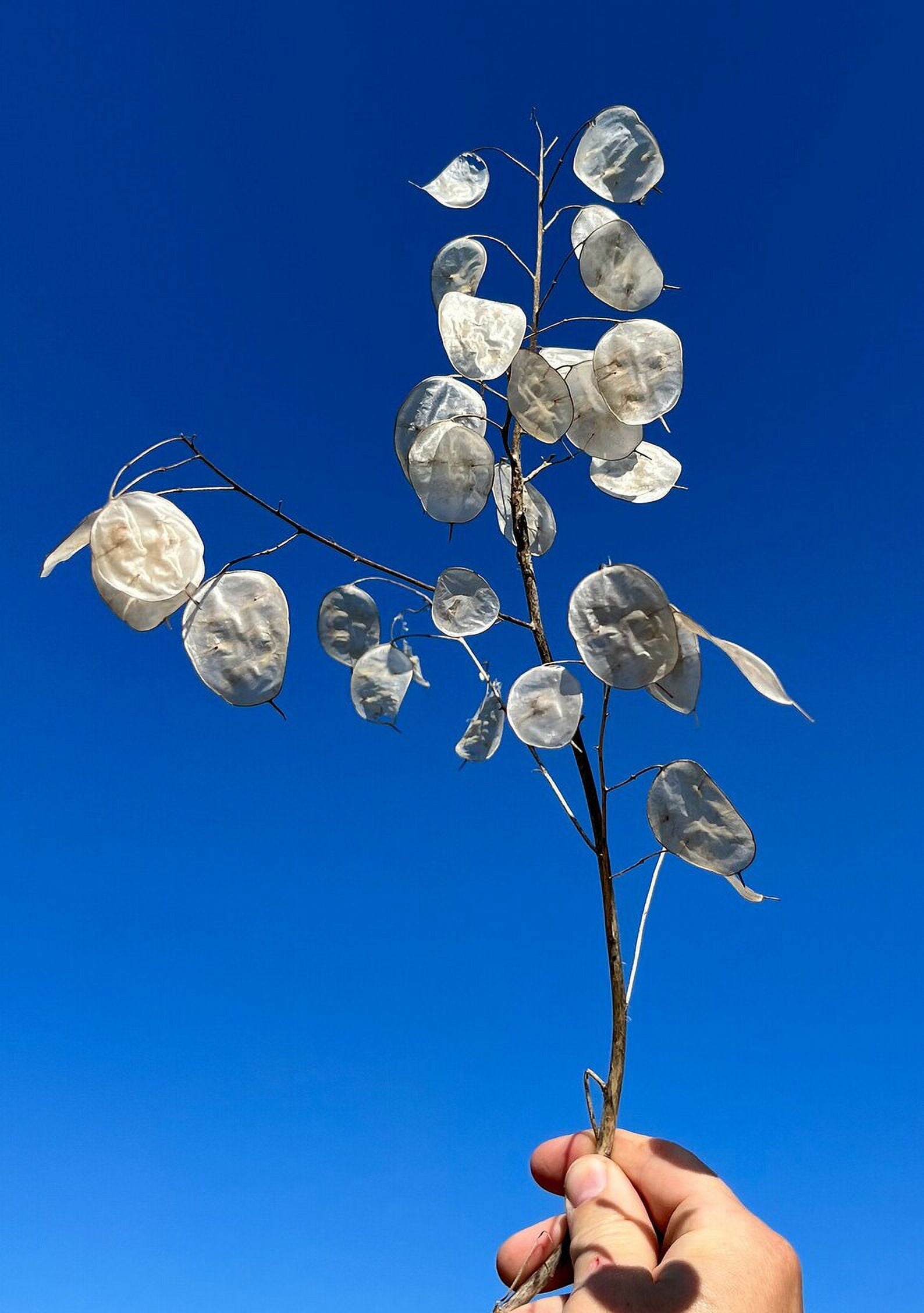 Lunaria Plant