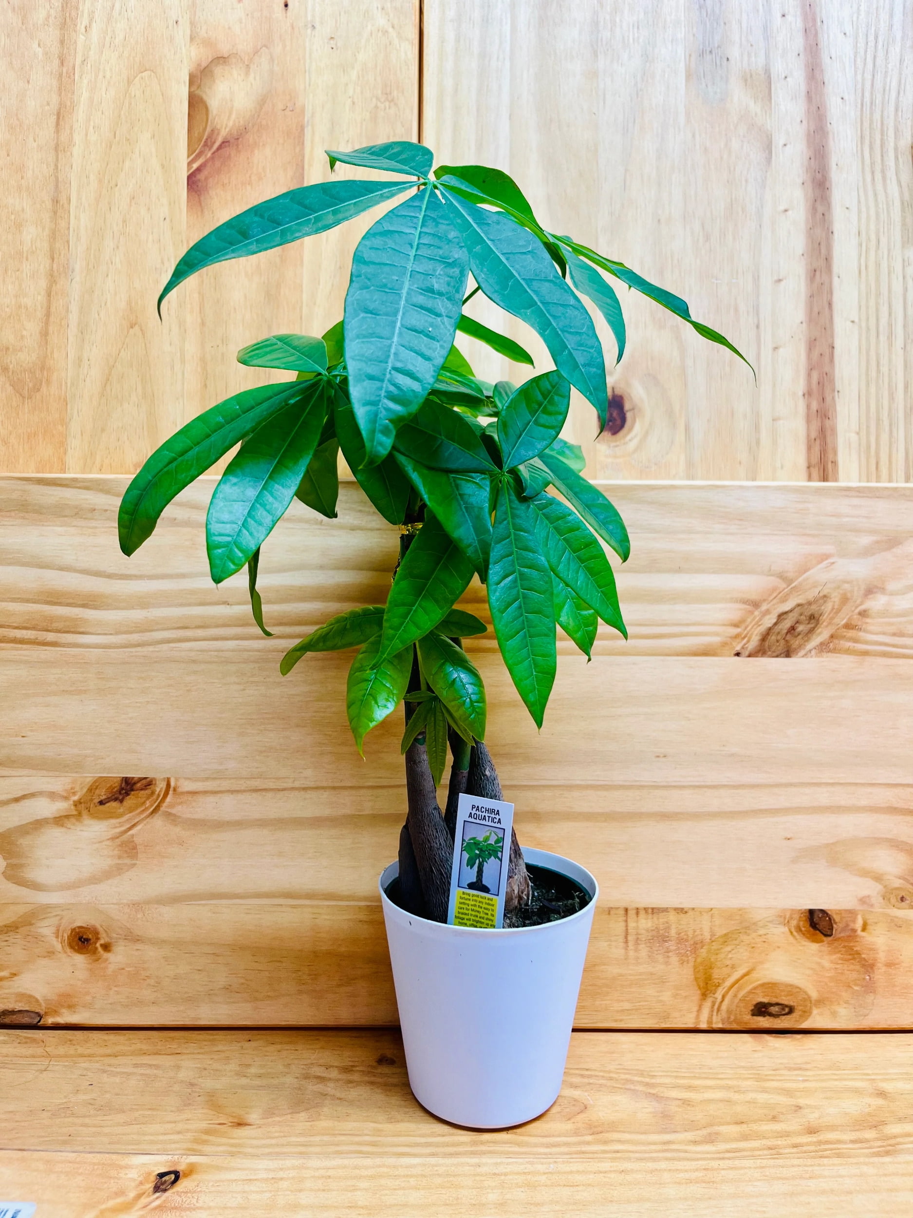 Money Tree 4" includes White Cover Pot - Walmart.com