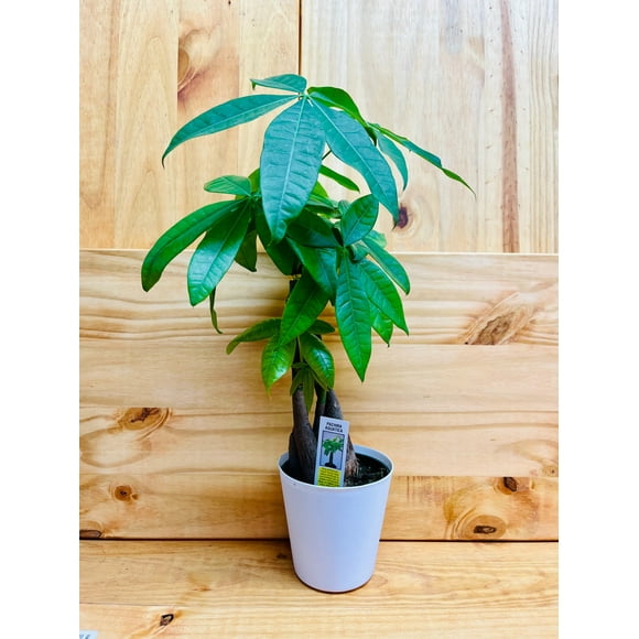 Money Tree Plants in Indoor Plants - Walmart.com