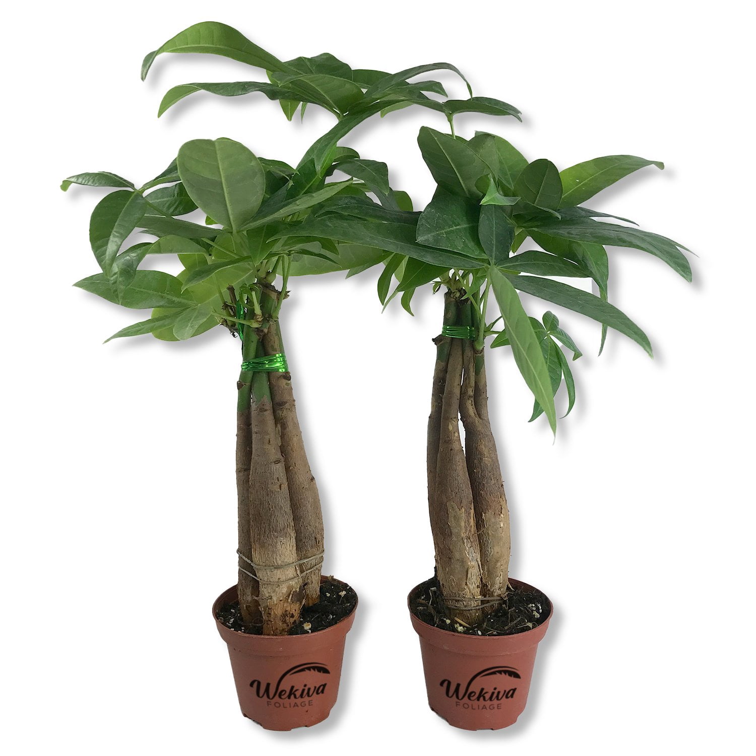 Money Tree Braid - 2 Live Plants in 3 Inch Growers Pots - Pachira ...