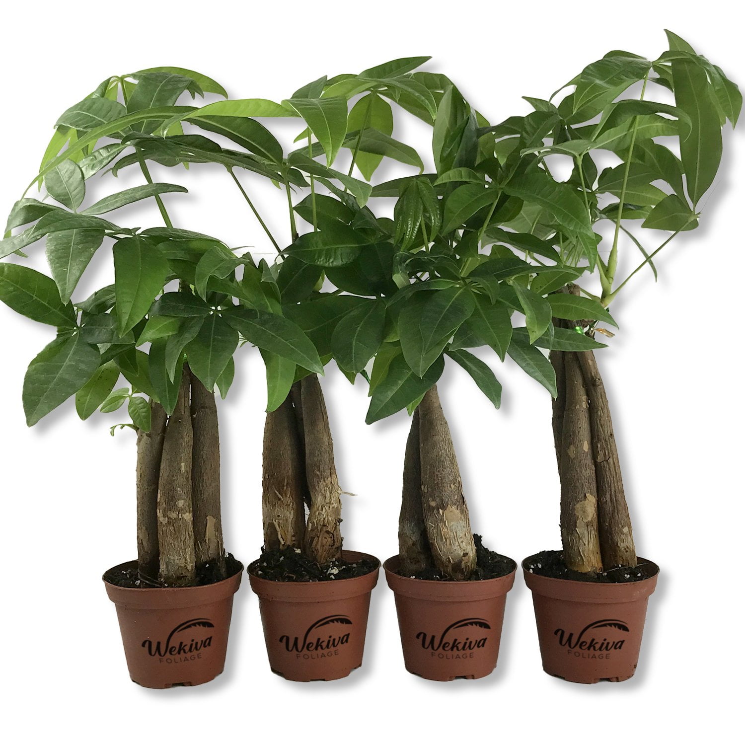 Money Tree Braid - 4 Live Plants in 3 Inch Growers Pots - Pachira ...