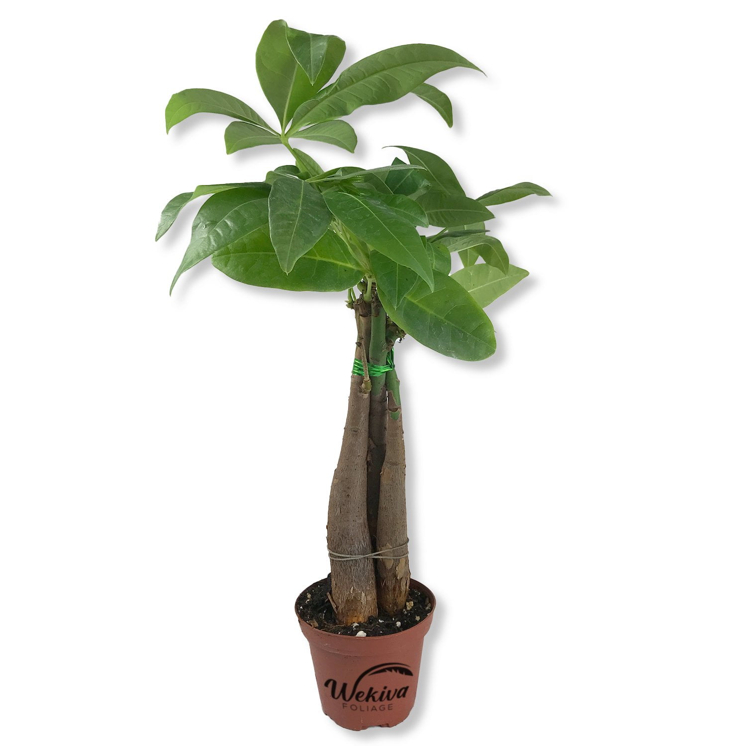 Money Tree Braid - Live Plant in an 3 Inch Growers Pot - Pachira ...