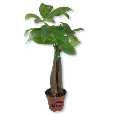 Feng Shui Citrine Money Wealth Tree Chinese Fortune Tree Crystal Tree ...