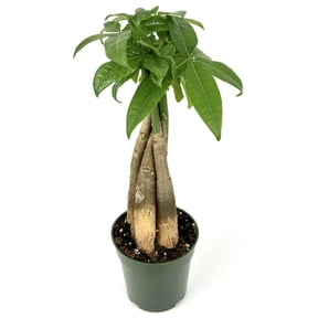 Money Tree Plants in Indoor Plants - Walmart.com