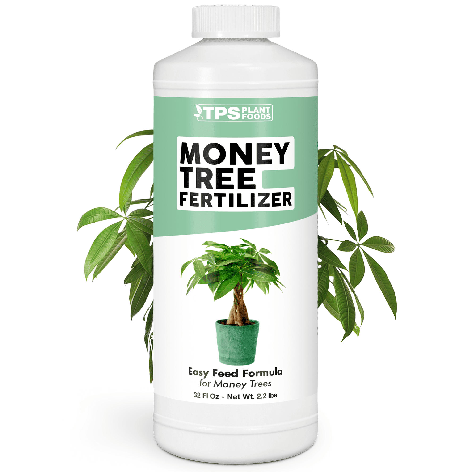 Money Tree Fertilizer for Money Trees and All Pachira Plants, Liquid ...