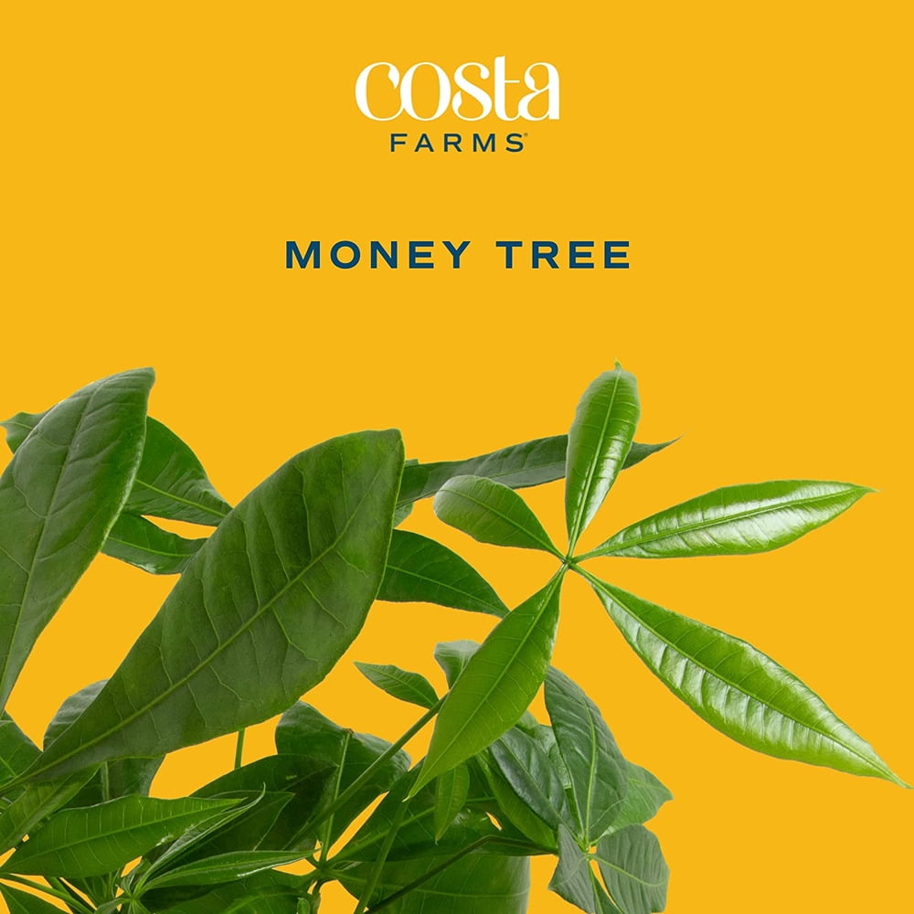 Money Tree Live Plant, Easy to Grow Houseplant Potted in Indoor Garden ...