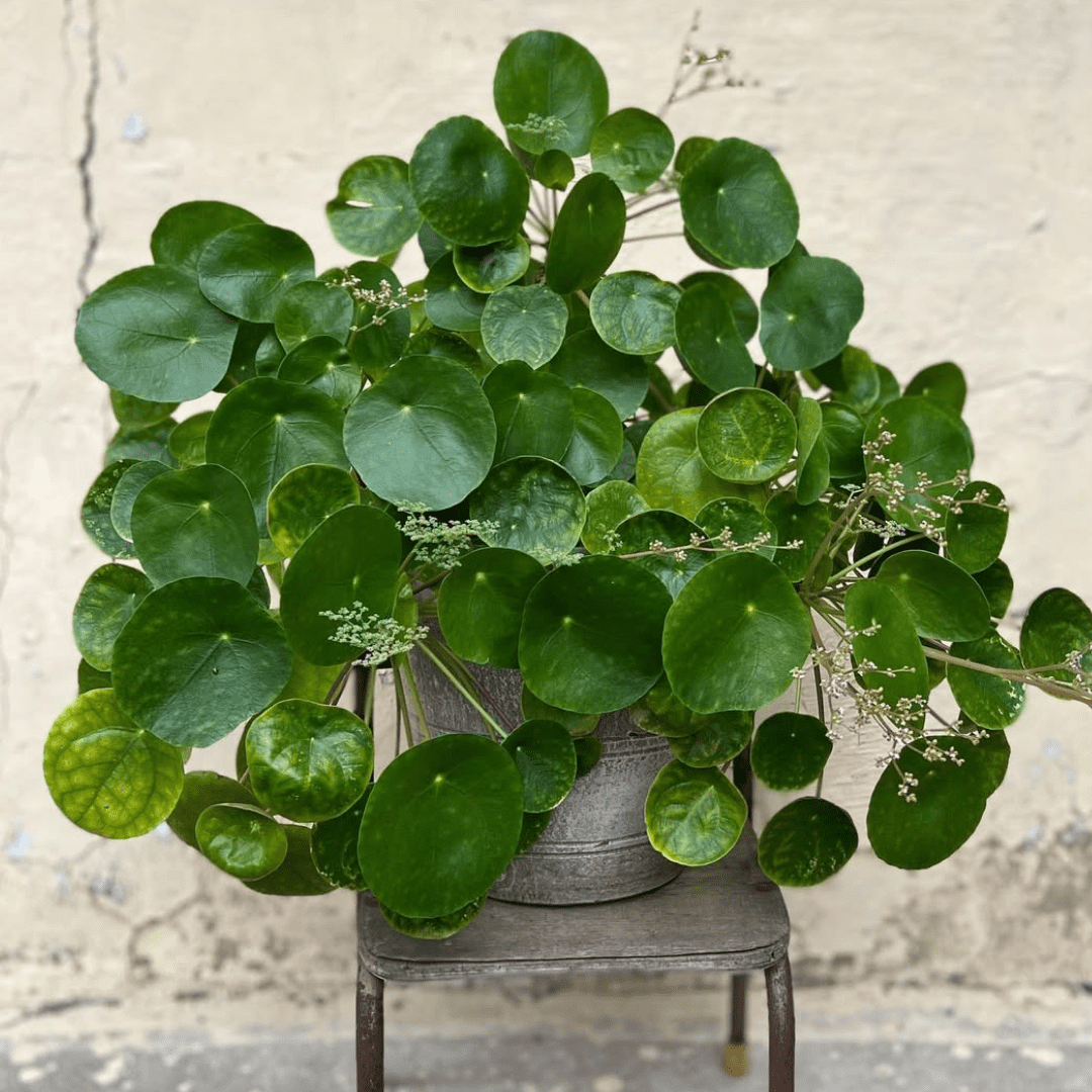 Money Tree Live Plant, Pilea Peperomiodes Plant Live From 5 To 7 Inches ...