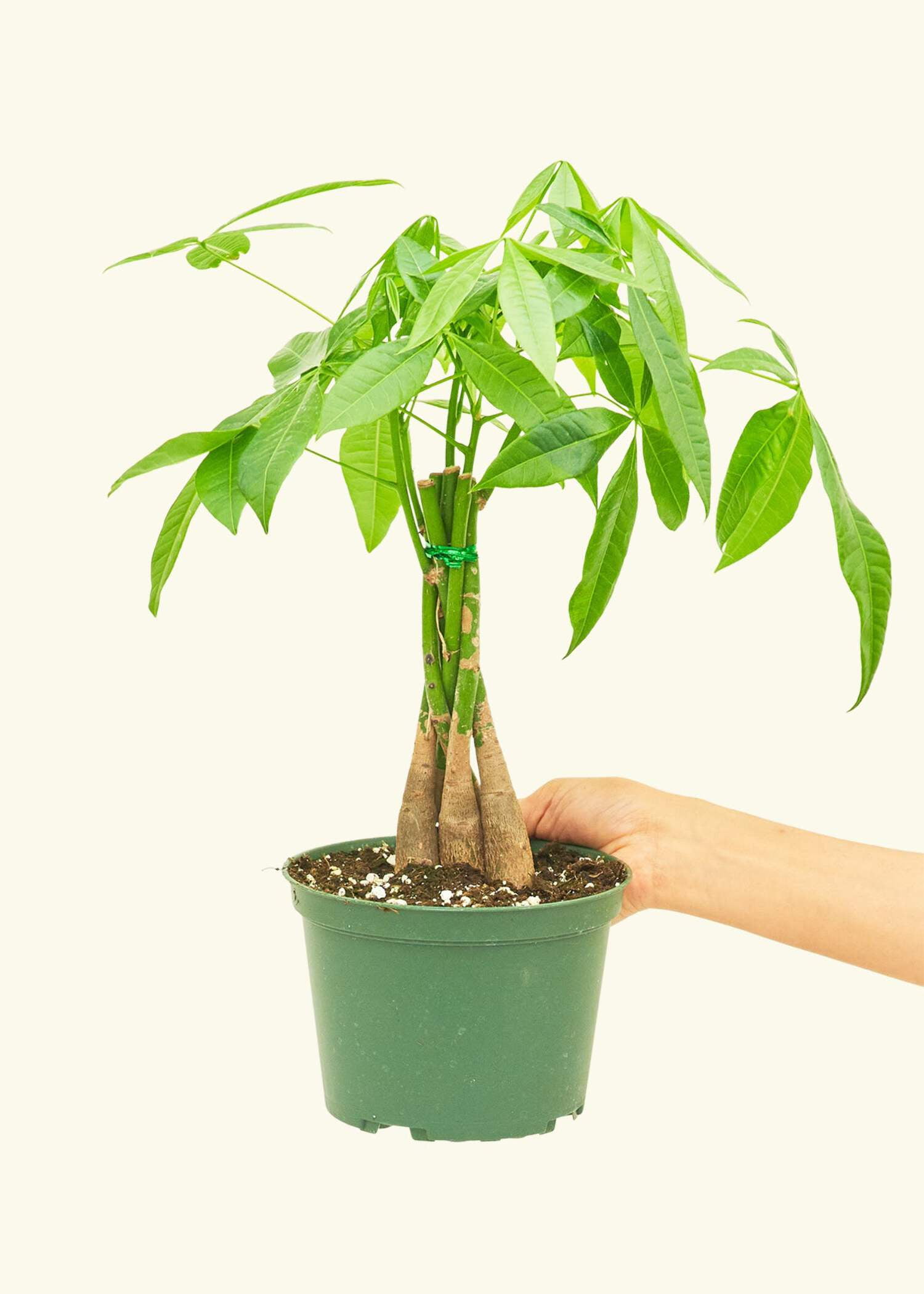 Money Tree - Pachira Aquatica Live Green Plant in 6" Pot - Walmart.com
