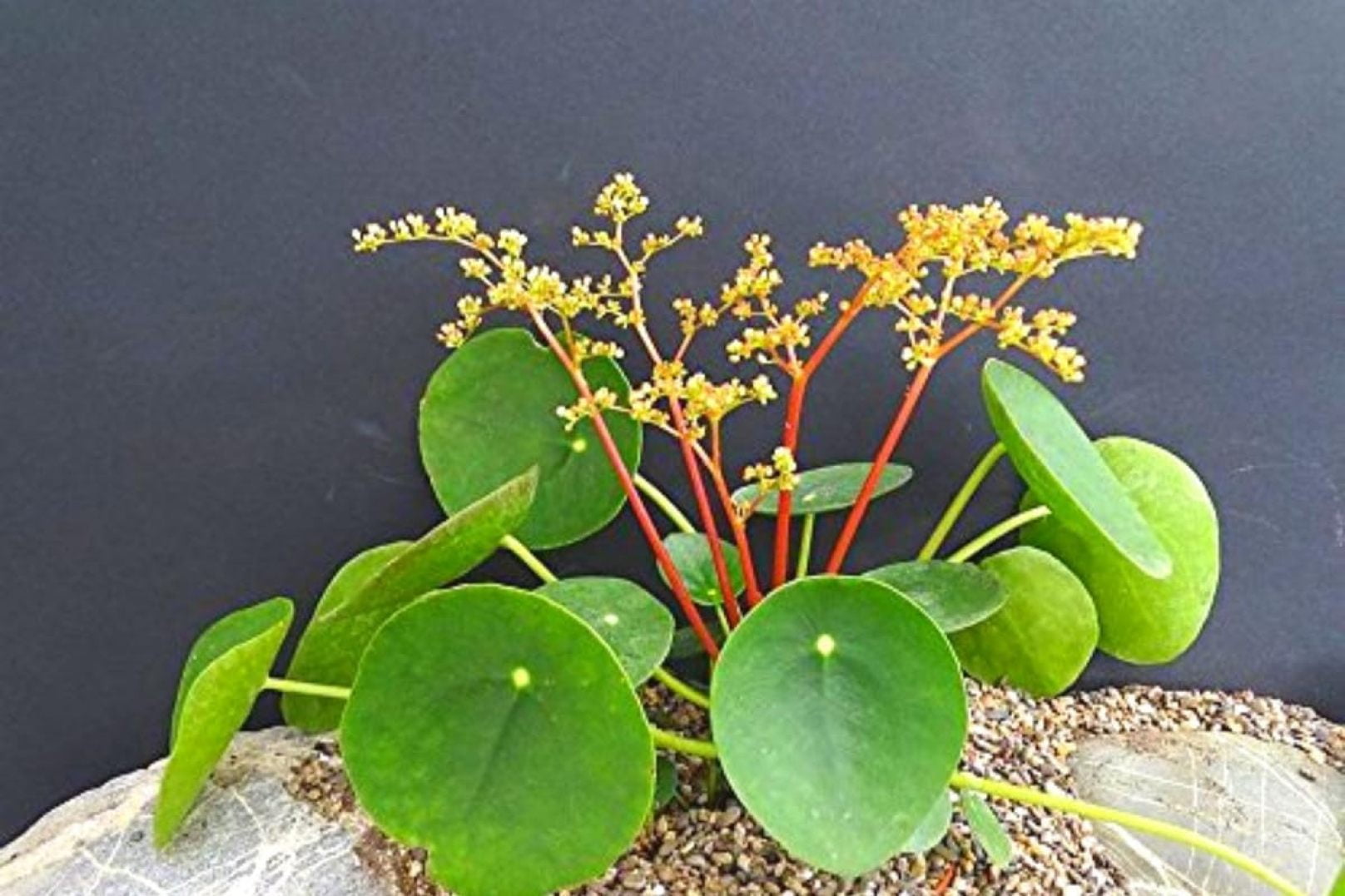 Money Tree Plant Indoor, 2 to 5 Inc Tall, Pilea Peperomioides Live ...