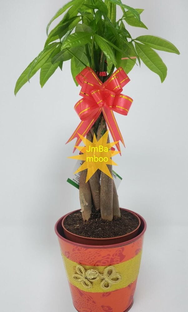 Money Tree Plant Live Braided 5 Into 1 Pachira Aquatica Indoor In 4 ...