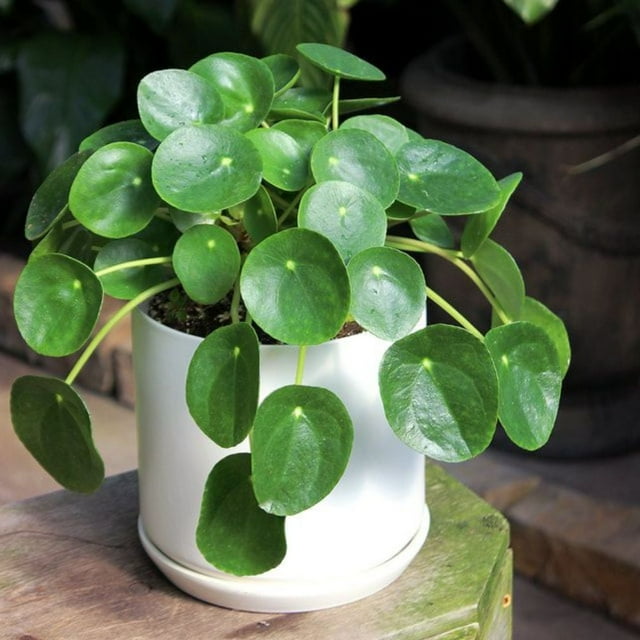 Money Tree Plant Live, Pilea Peperomiodes for Houseplant, 4-8 Inch Tall ...