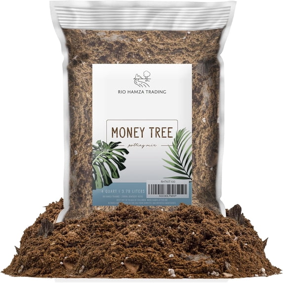 Money Tree Soil (4 Quarts), Potting Mix for Planting/Repotting Pachira ...