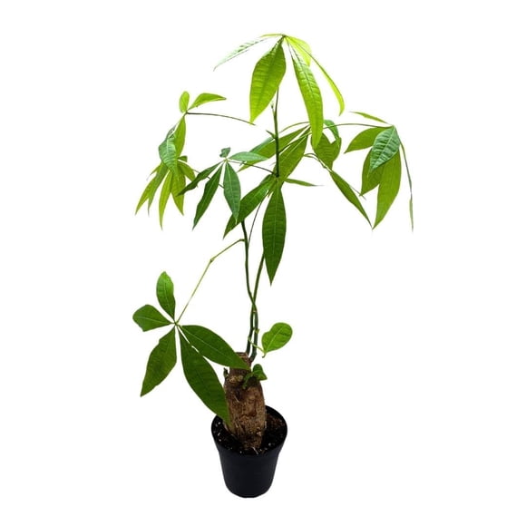 Money Tree Plants in Indoor Plants - Walmart.com