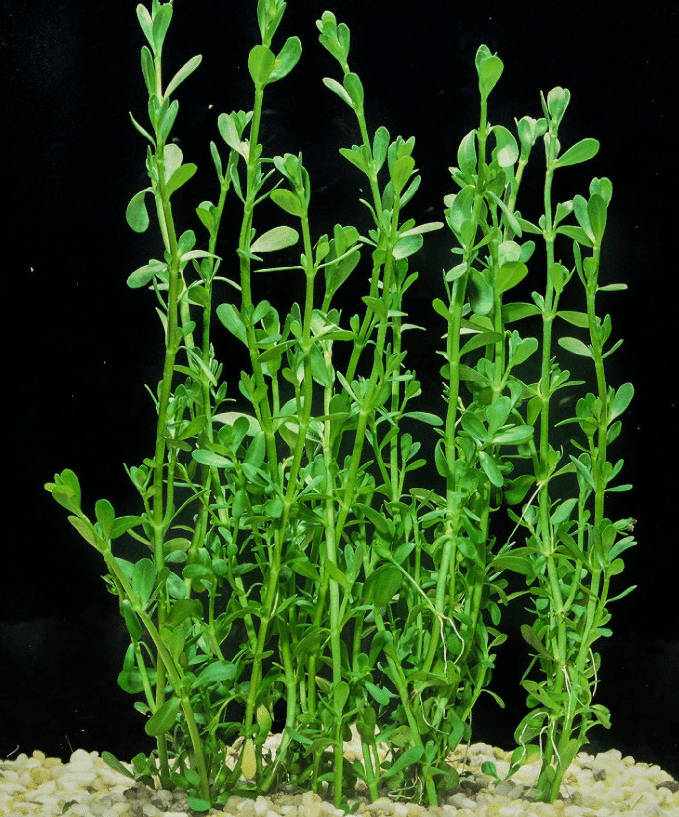 Moneywort (Bacopa Monnieri) Potted Live Aquatic Plant - Walmart.com