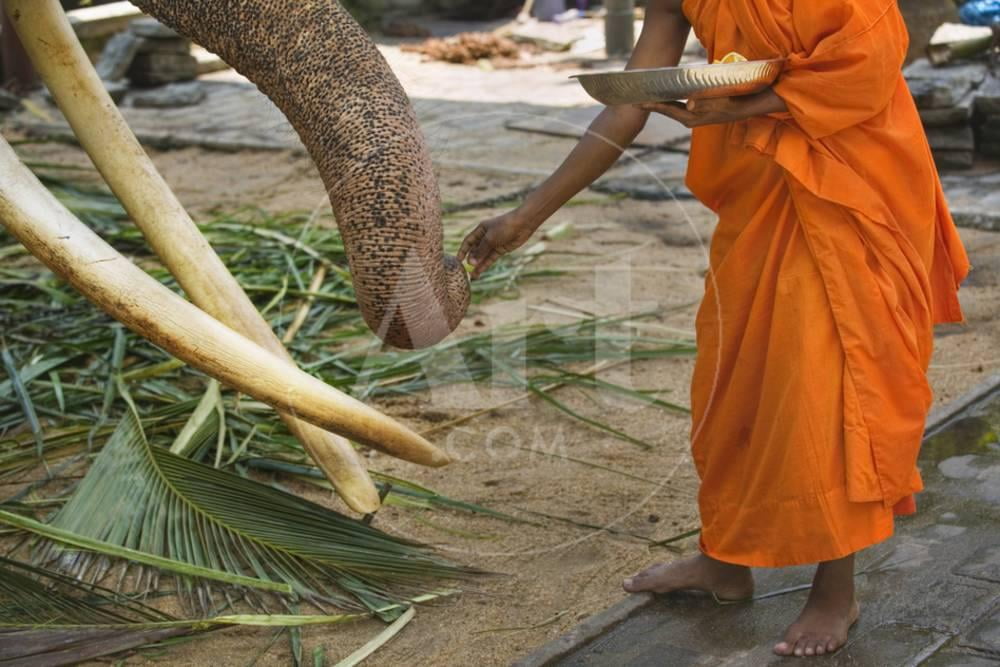 Monk Feeding Temple Elephant, Unframed Photographic Print Wall Art by ...