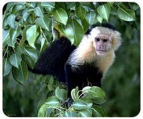 Monkey Mousepad - Walmart.com