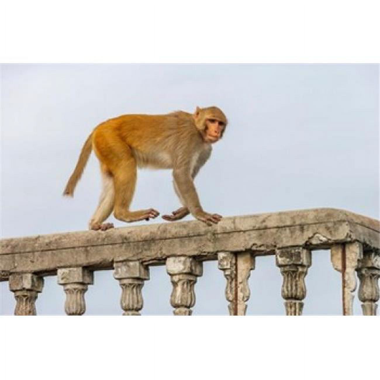 Monkey Rhesus Macaque Macaca Mulatta Varanasi India Poster Print by Ali ...