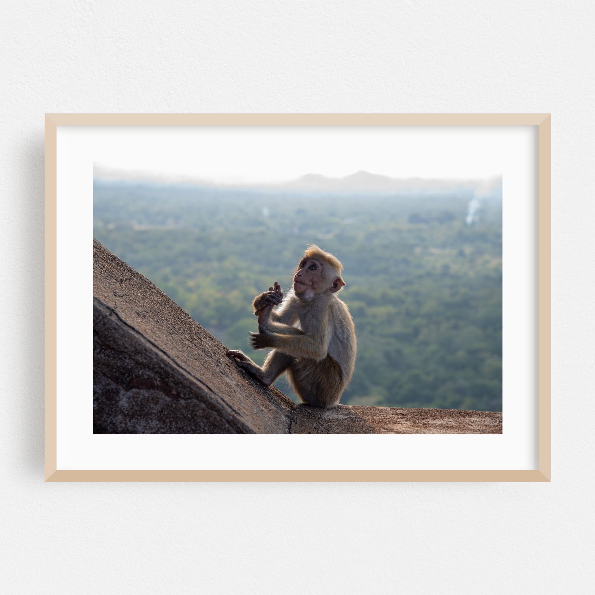 Monkey at Sigiriya’s Edge - Sigiriya Central Province Sri Lanka ...