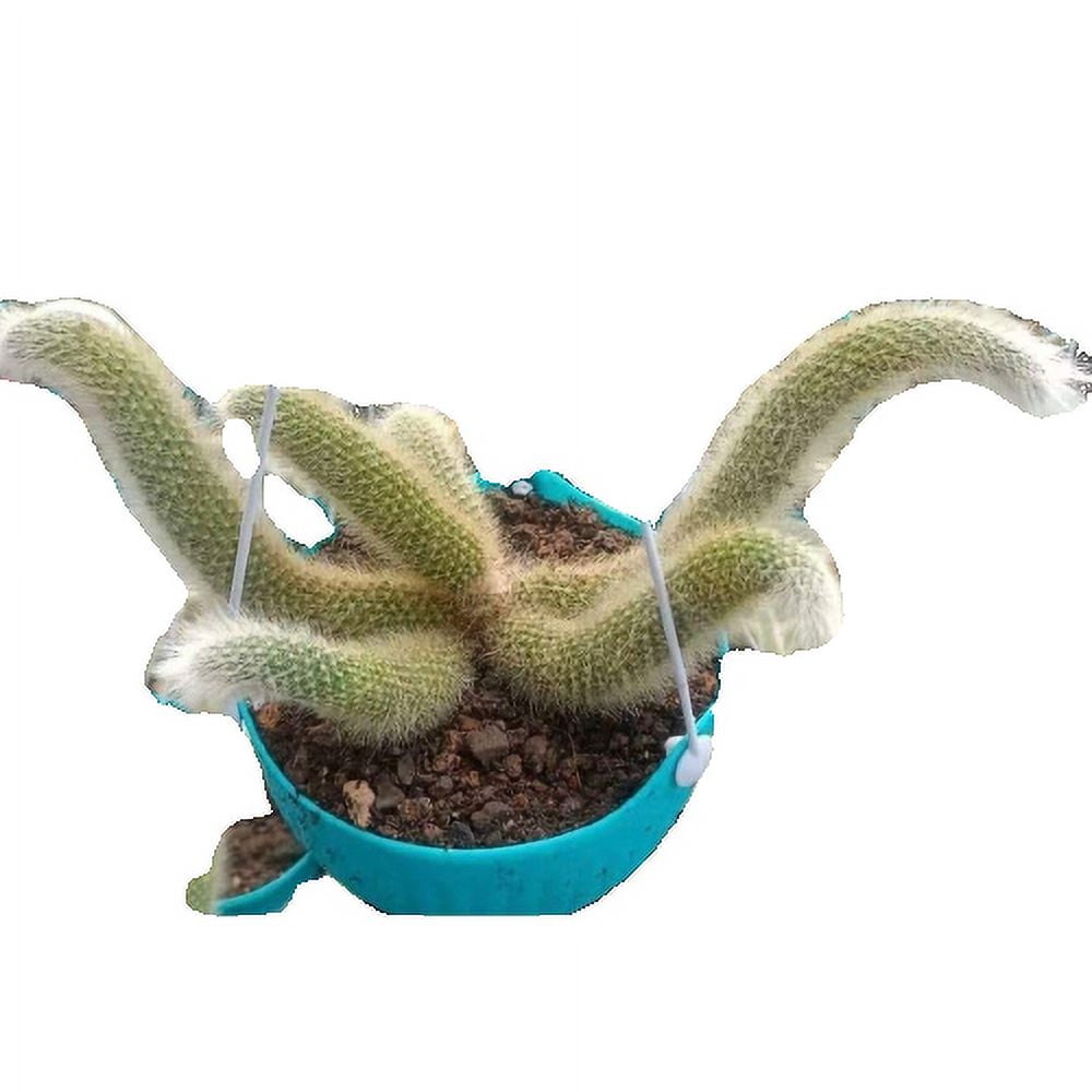 Live Monkey Tail Cactus Hildewintera Colademononis-10+ Heads-Bare-root ...