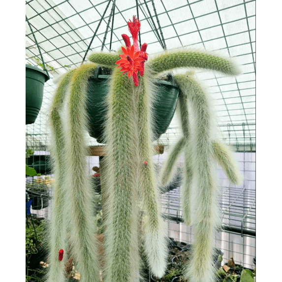 "Cimmuovere Monkey Tail Cactus, Trailing Indoor Outdoor Live Plant, 2 ...