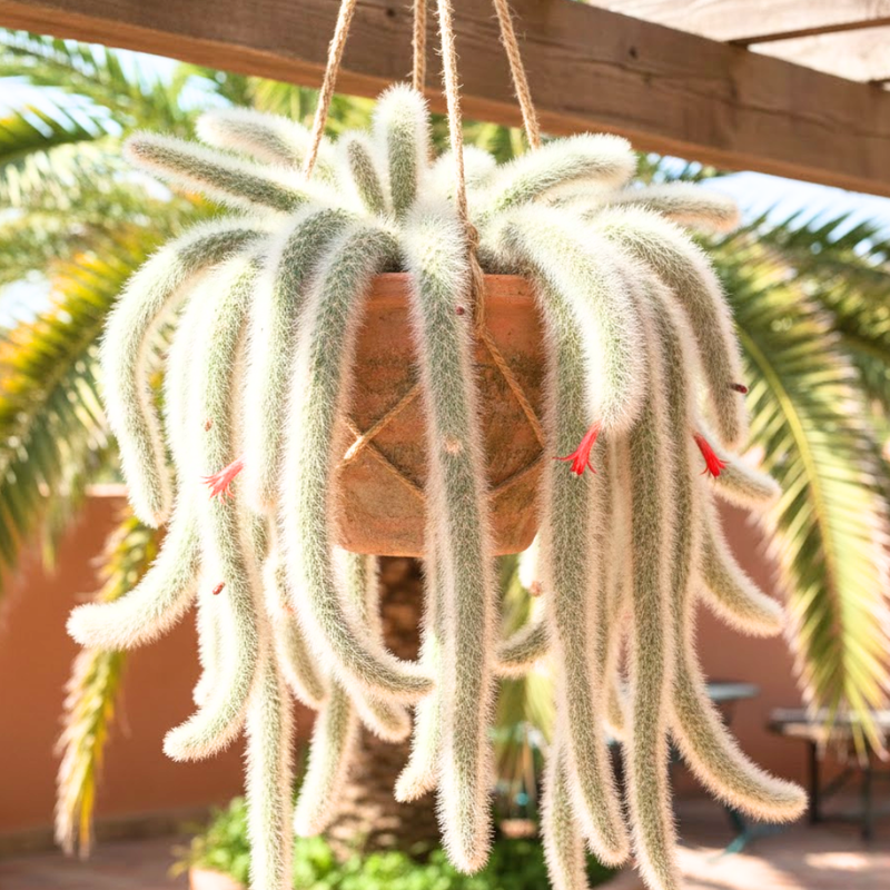 Monkey Tail Cactus Plant Live, Hildewintera Colademononis, Live Rare ...