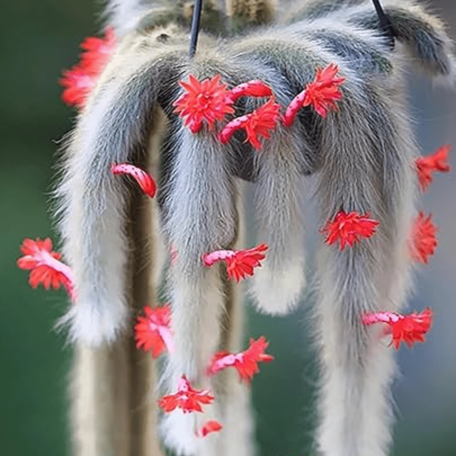 Monkey Tail Cactus Plant Live Houseplant, 2 Inch Pot, Trailing Cactus ...