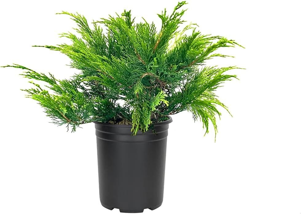Monna Juniper Sierra Spreader 1 Live Gallon Size Plant Juniperus ...