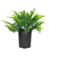 Podocarpus Macrophyllus I 3 Large Gallon Size Plants I Japanese Yew I Live Evergreen Yew Pine ...