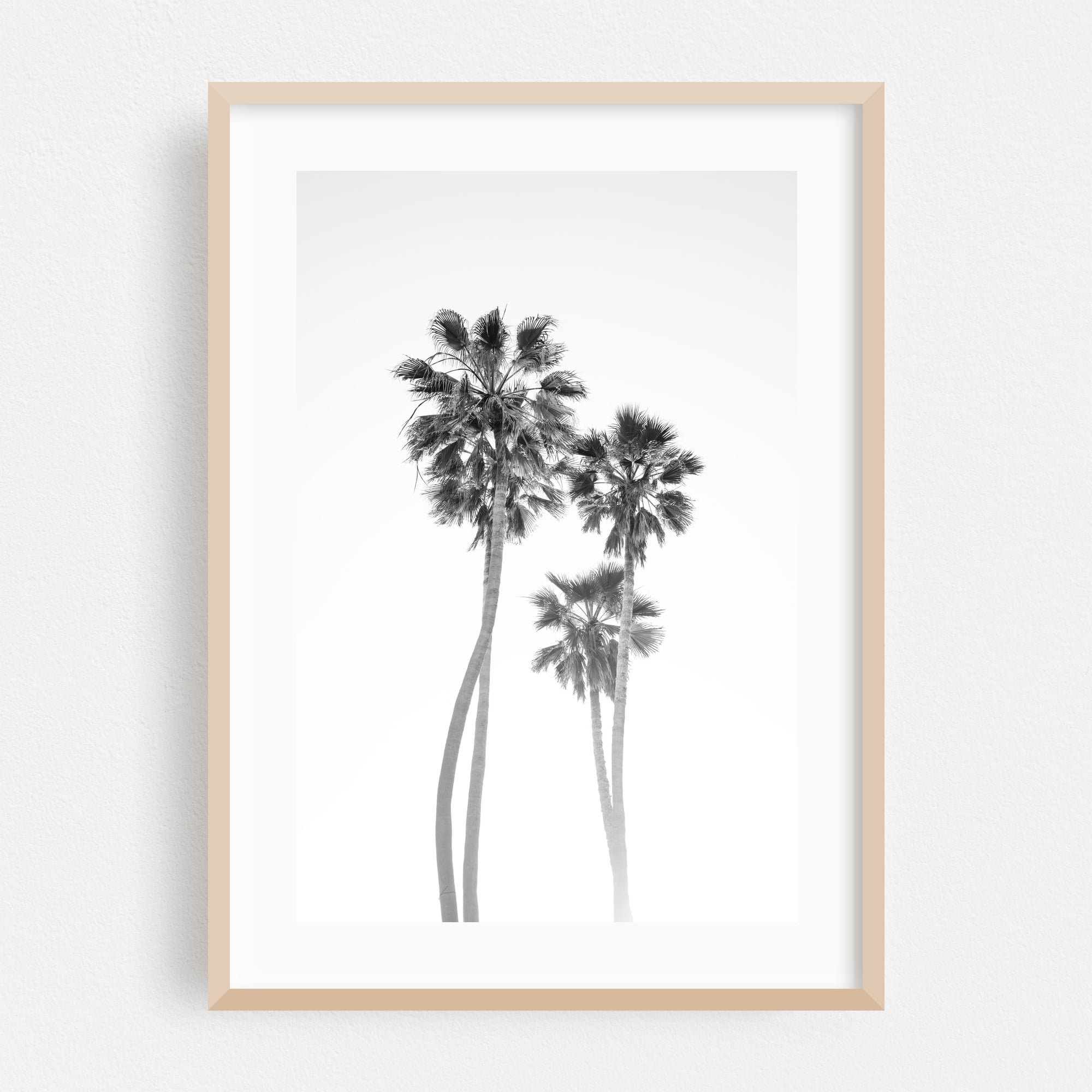 Monochrome California Palms - Los Angeles California Photography Palm ...